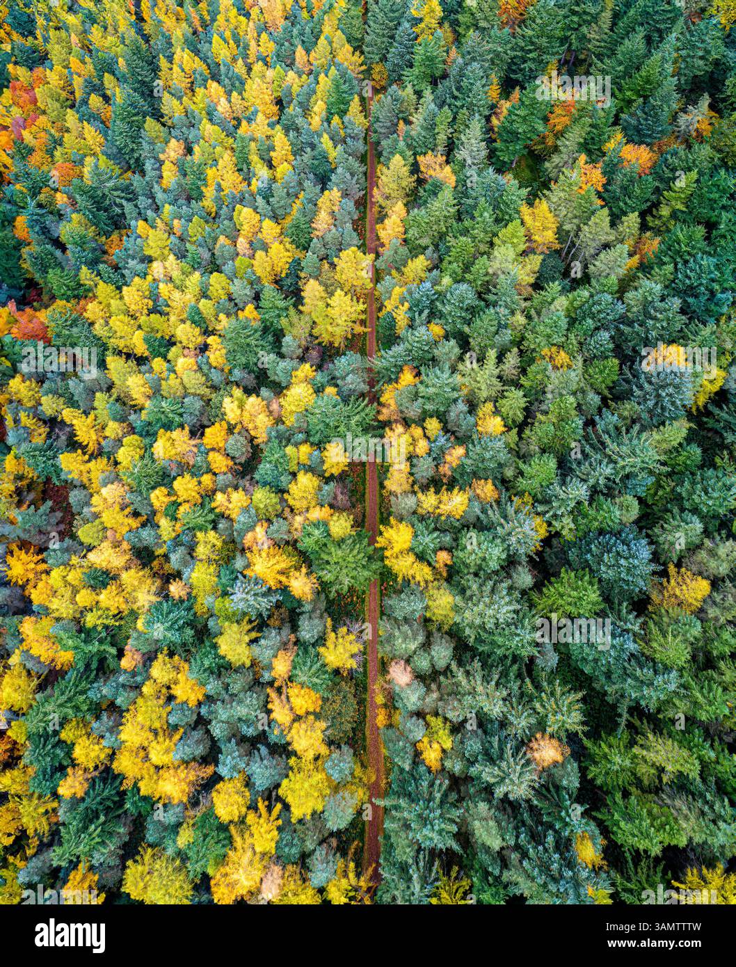 Aerial view of Pressmennan Woods with colorful foliage and dense forest ...