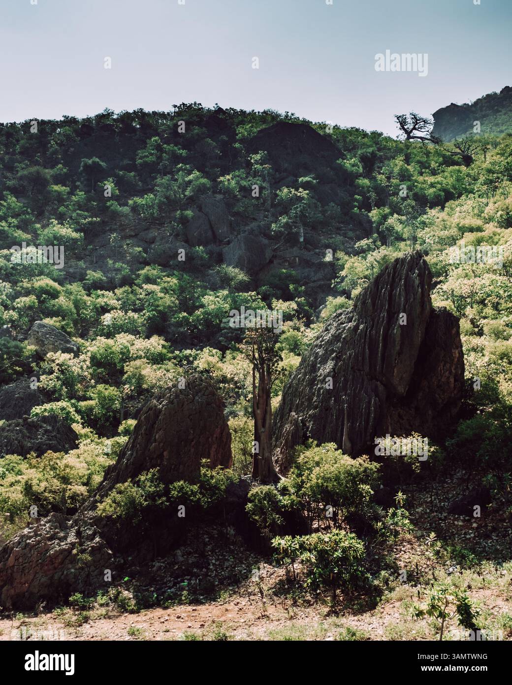 Limestone rock formations and dense greenery on Socotra Island, Yemen ...