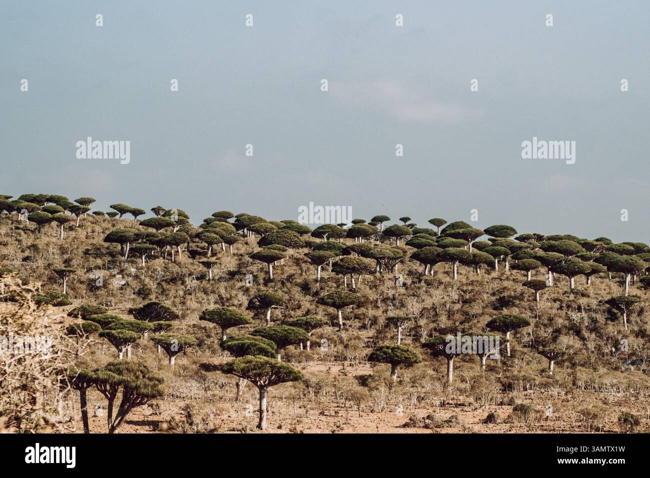 Dragon Blood trees in Firmhin Forest, Socotra, Yemen, stretch across ...