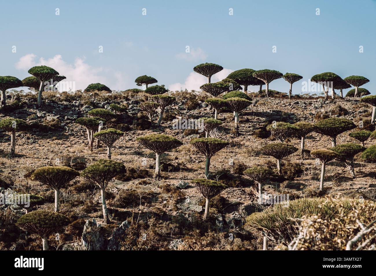 Dragon Blood trees in Firmhin Forest, Socotra, Yemen, stretch across ...