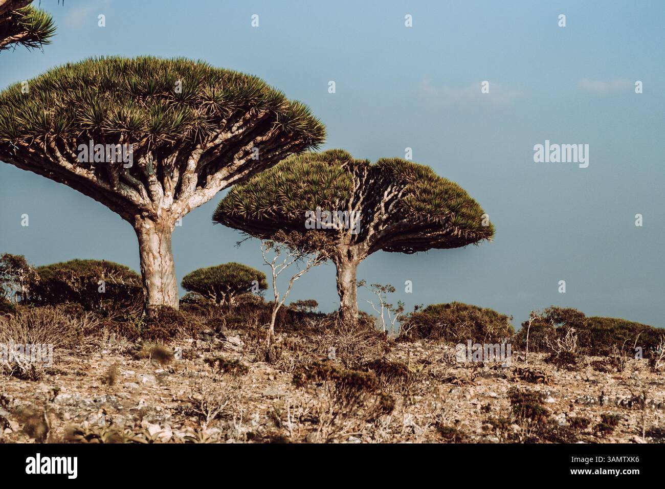 Close-up view of Dragon Blood trees in Firmhin Forest, Socotra Island ...