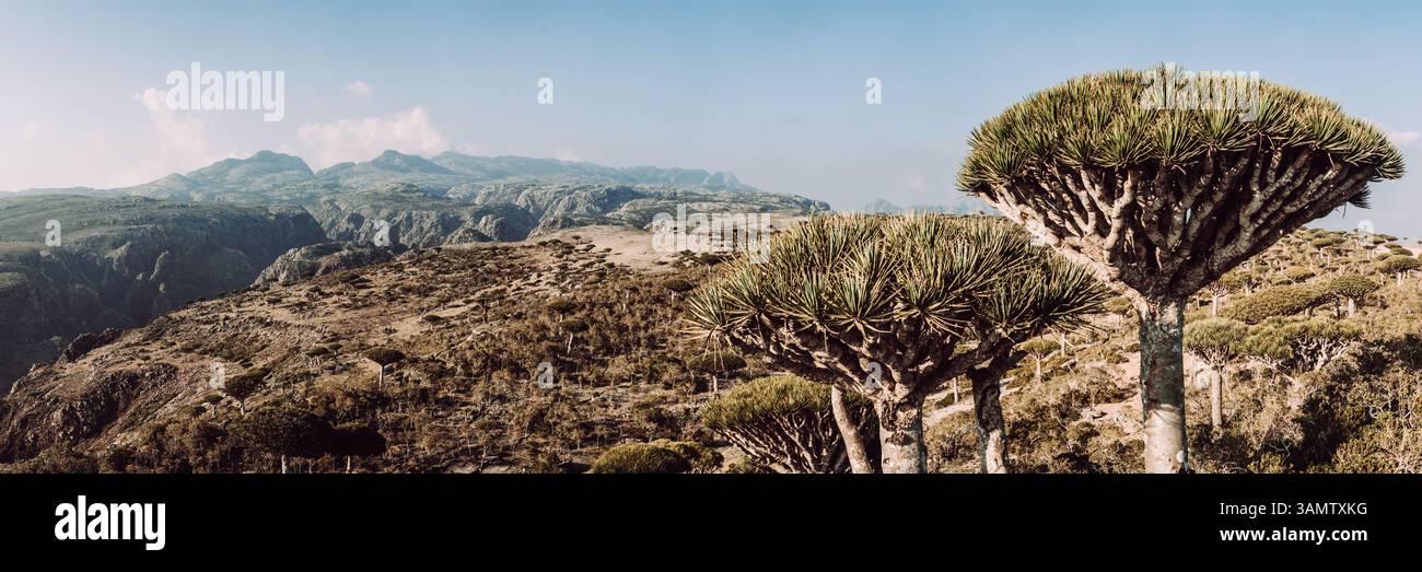Dragon Blood trees covering the landscape of Firmhin Forest, Socotra ...