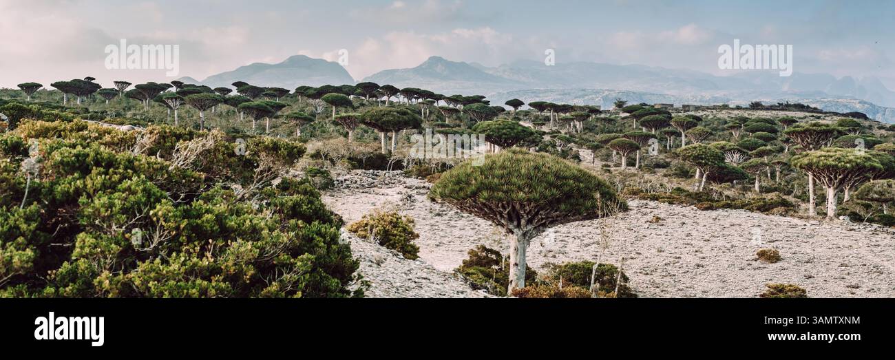 Dragon Blood trees covering the landscape of Firmhin Forest, Socotra ...