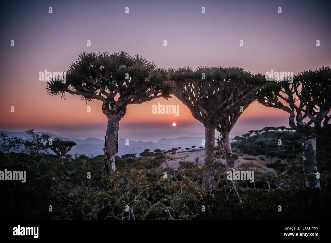 Sunrise over Firmhin Forest in Socotra, Yemen, with the iconic Dragon ...