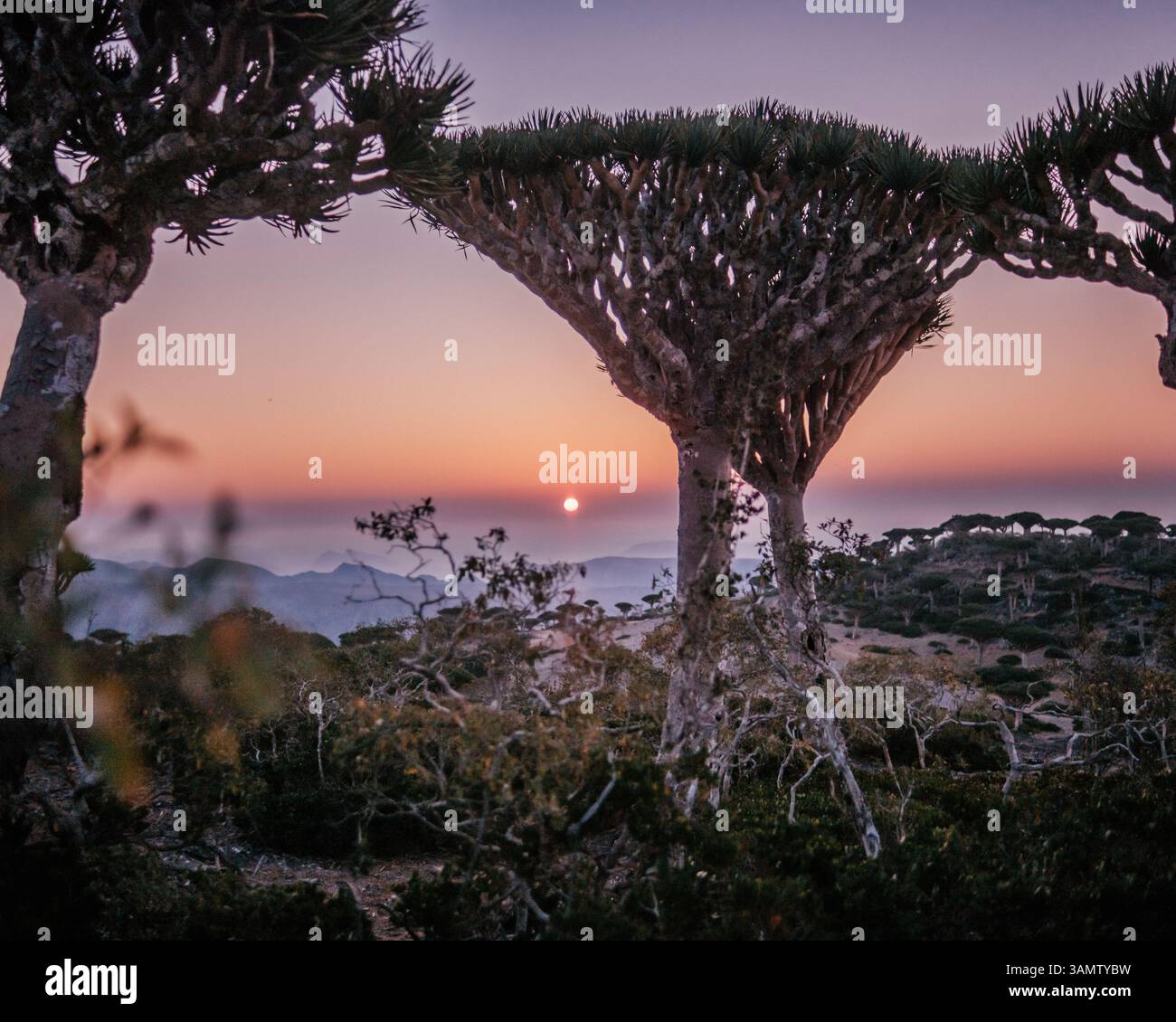 Sunrise over Firmhin Forest in Socotra, Yemen, with the iconic Dragon ...