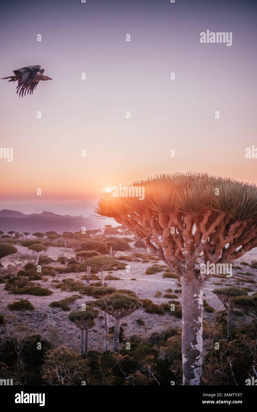 Sunrise over Firmhin Forest in Socotra, Yemen, featuring the iconic ...