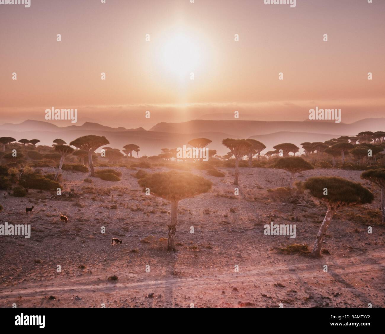 Breathtaking sunrise in Firmhin Forest, Socotra, Yemen, illuminating ...