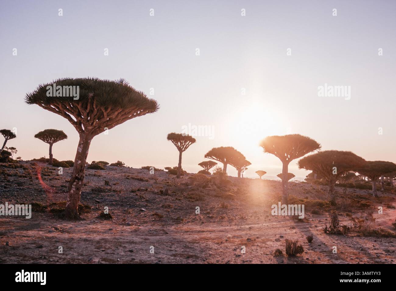 Breathtaking sunrise in Firmhin Forest, Socotra, Yemen, illuminating ...