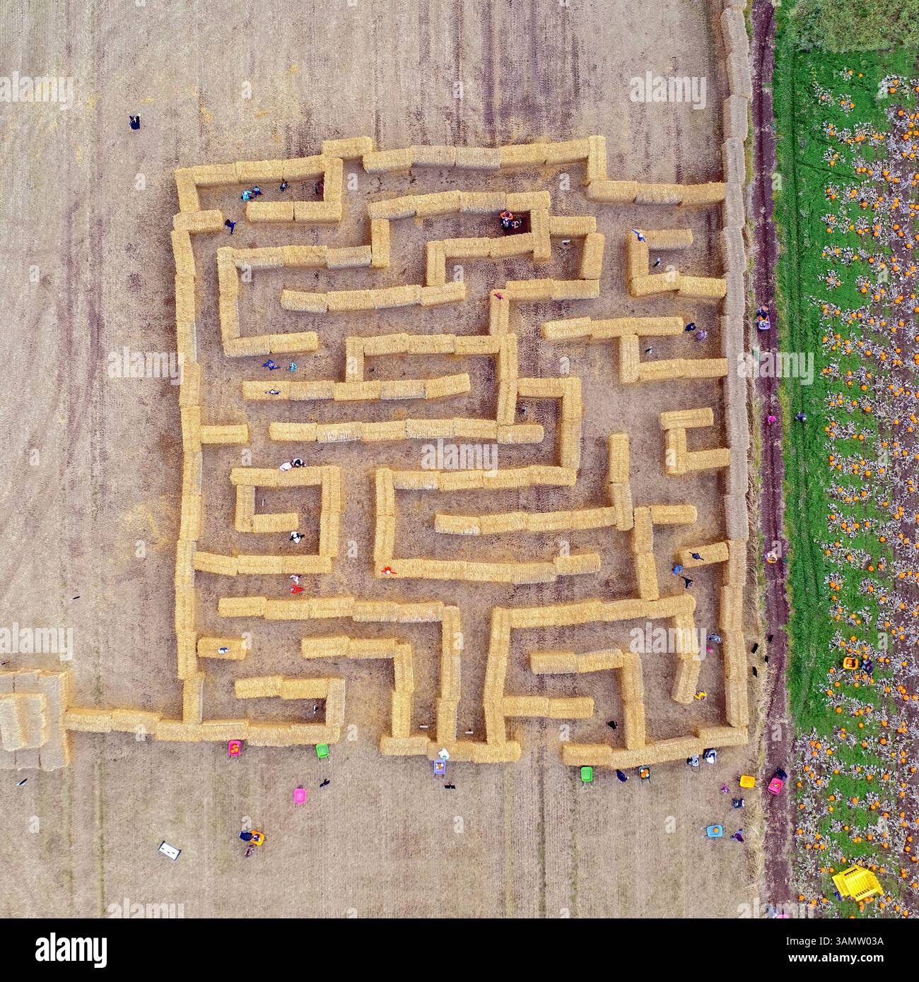 Aerial view of a corn maze at the Fringe Festival, North Berwick ...