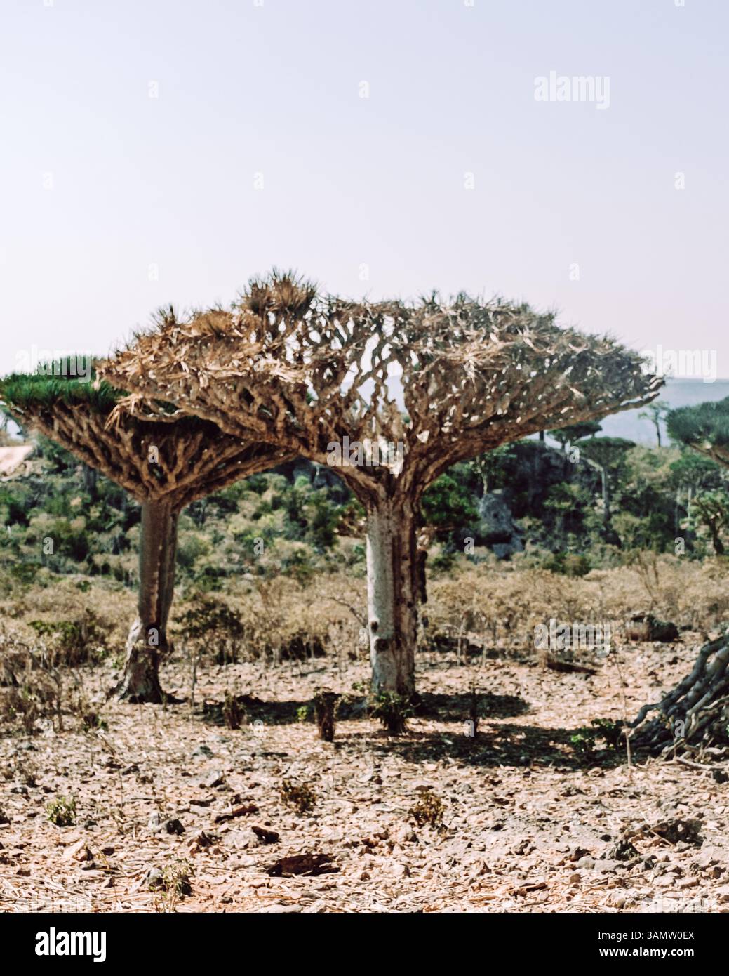 Dried Dragon Blood trees in Firmhin Forest, Socotra Island, Yemen Stock ...