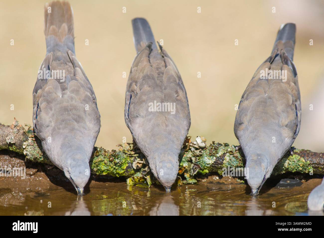 Picui Ground Dove, Columbina picui, Calden forest, La Pampa, Argentina ...