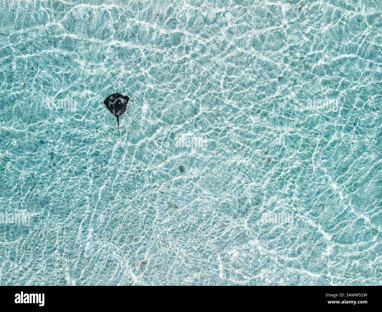 Aerial view of a sting ray swimming in turquoise water, Yorke Peninsula ...