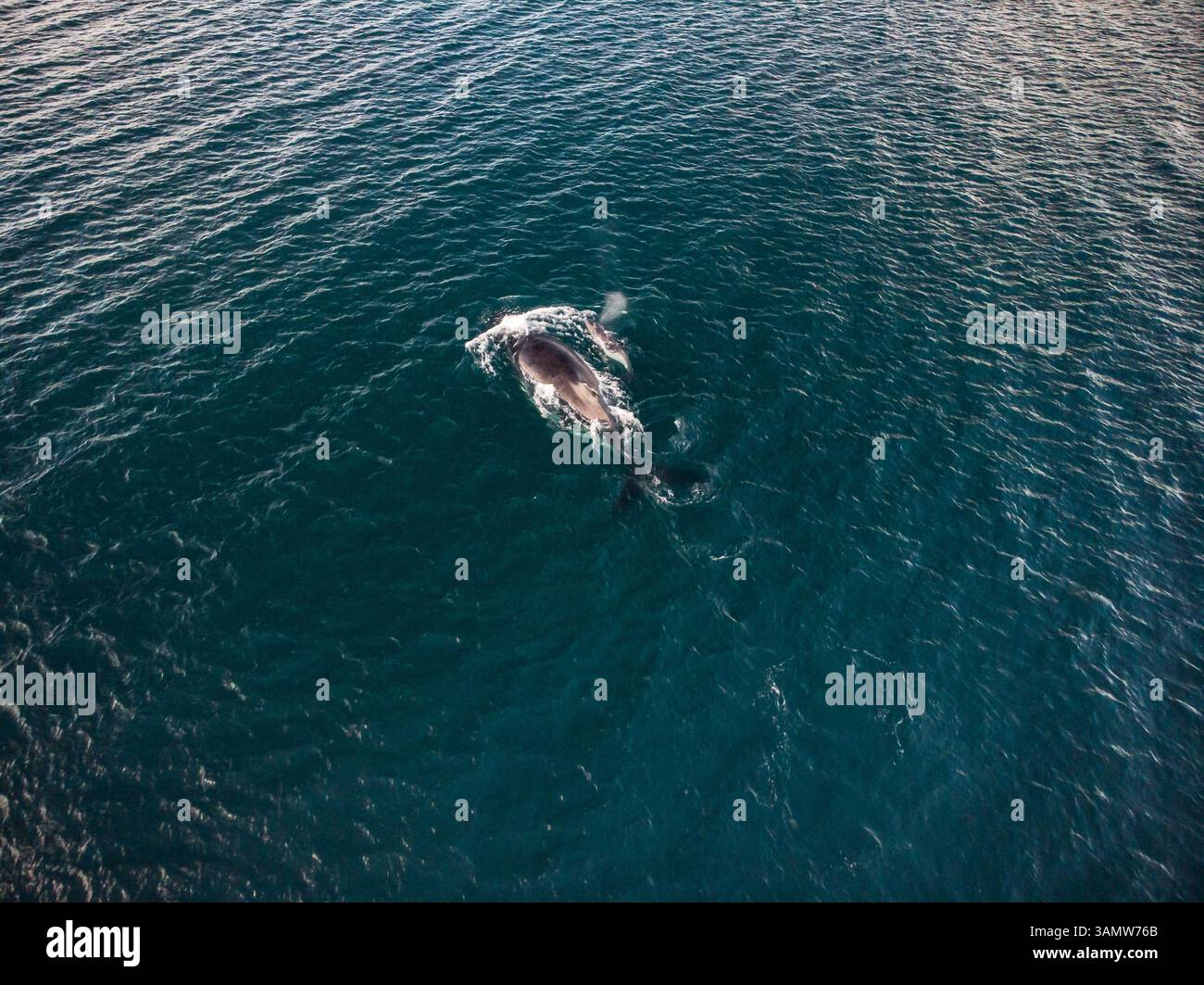 Aerial view of a Humpback whale and her calf, Fraser Coast, Queensland ...
