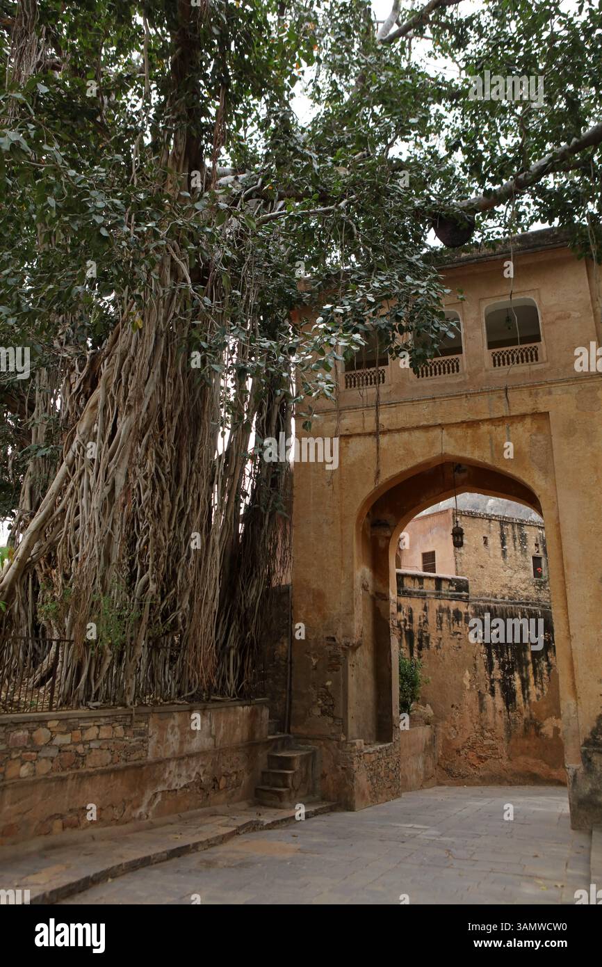 Bodhi Tree and the Gate to Samode Palace in Samode village, Rajasthan ...