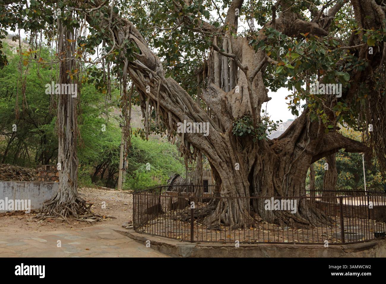 Bodhi Tree and the Gate to Samode Palace in Samode village, Rajasthan ...