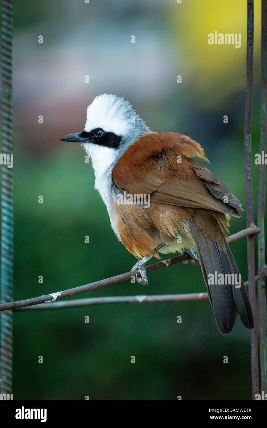 White-crested Laughingthrush birds at the zoo in Ho Chi Minh City ...