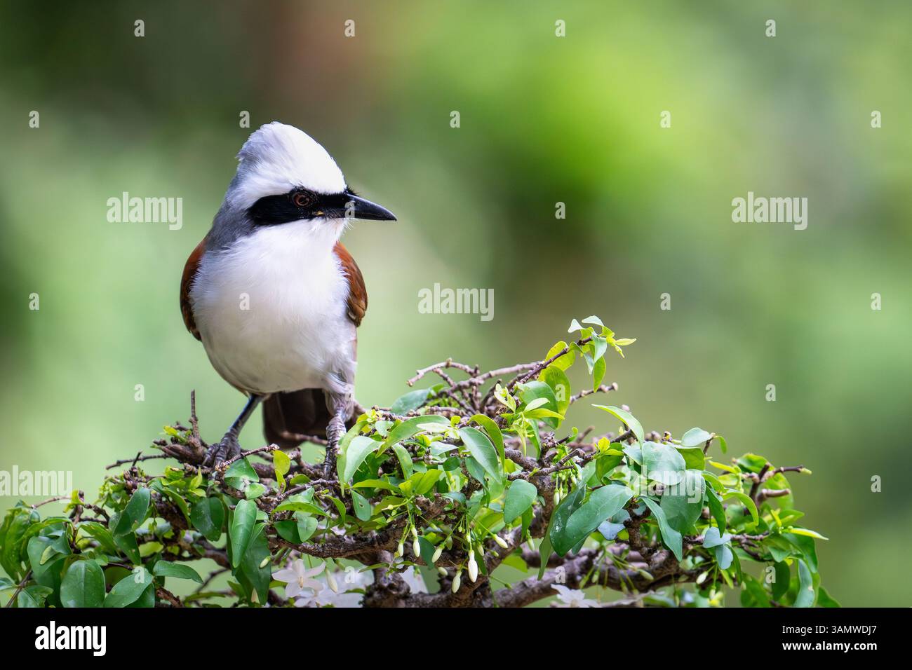 White-crested Laughingthrush birds at the zoo in Ho Chi Minh City ...