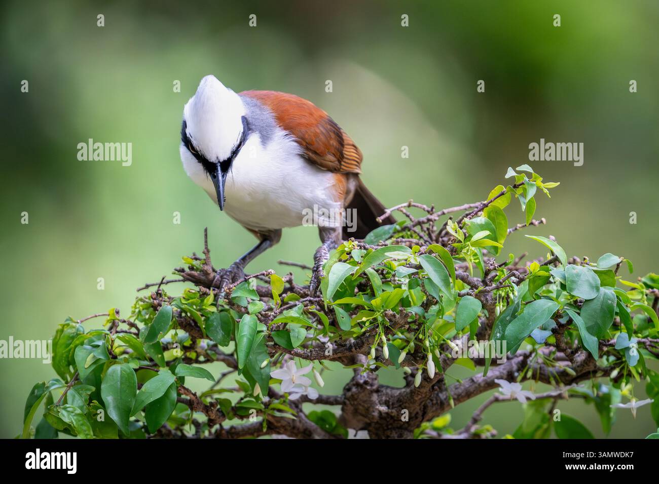 White-crested Laughingthrush birds at the zoo in Ho Chi Minh City ...