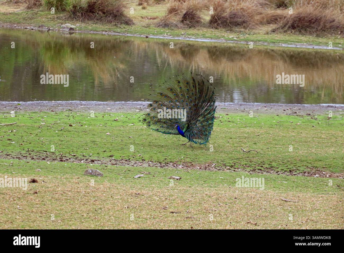 Indian peacock performing courtship at Ranthambore National Park, India ...