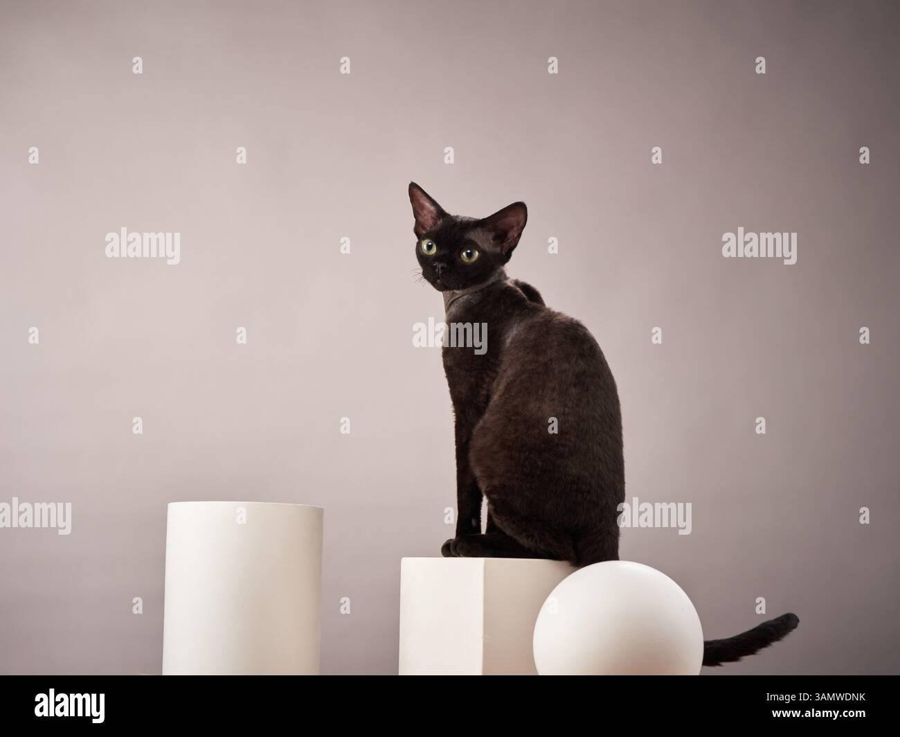 Two Cornish Rex cats pose with white geometric props against a neutral ...