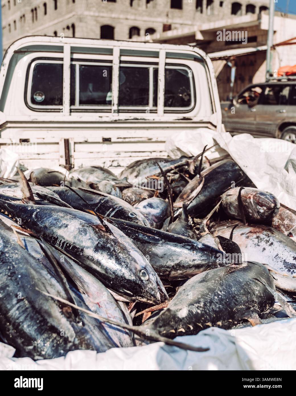 A pickup truck loaded with freshly caught tuna fish ready for ...