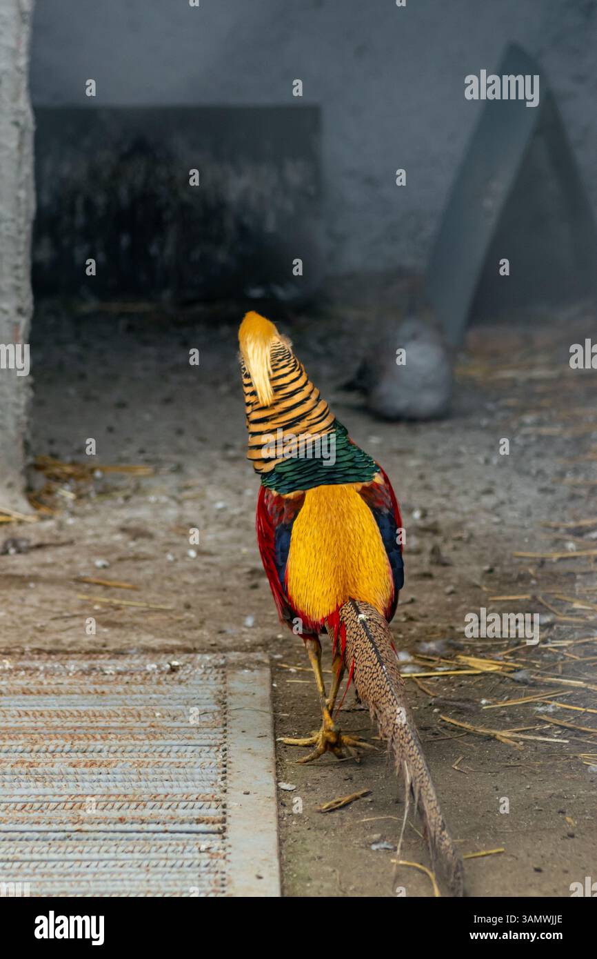 Colorful golden pheasant moving forward, showing off its striking long ...