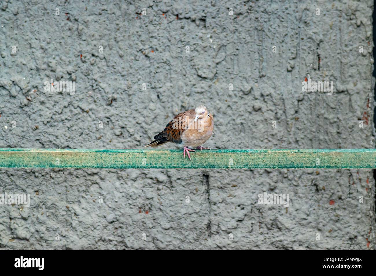 Small brown turtle dove resting on a horizontal beam, with a rough ...