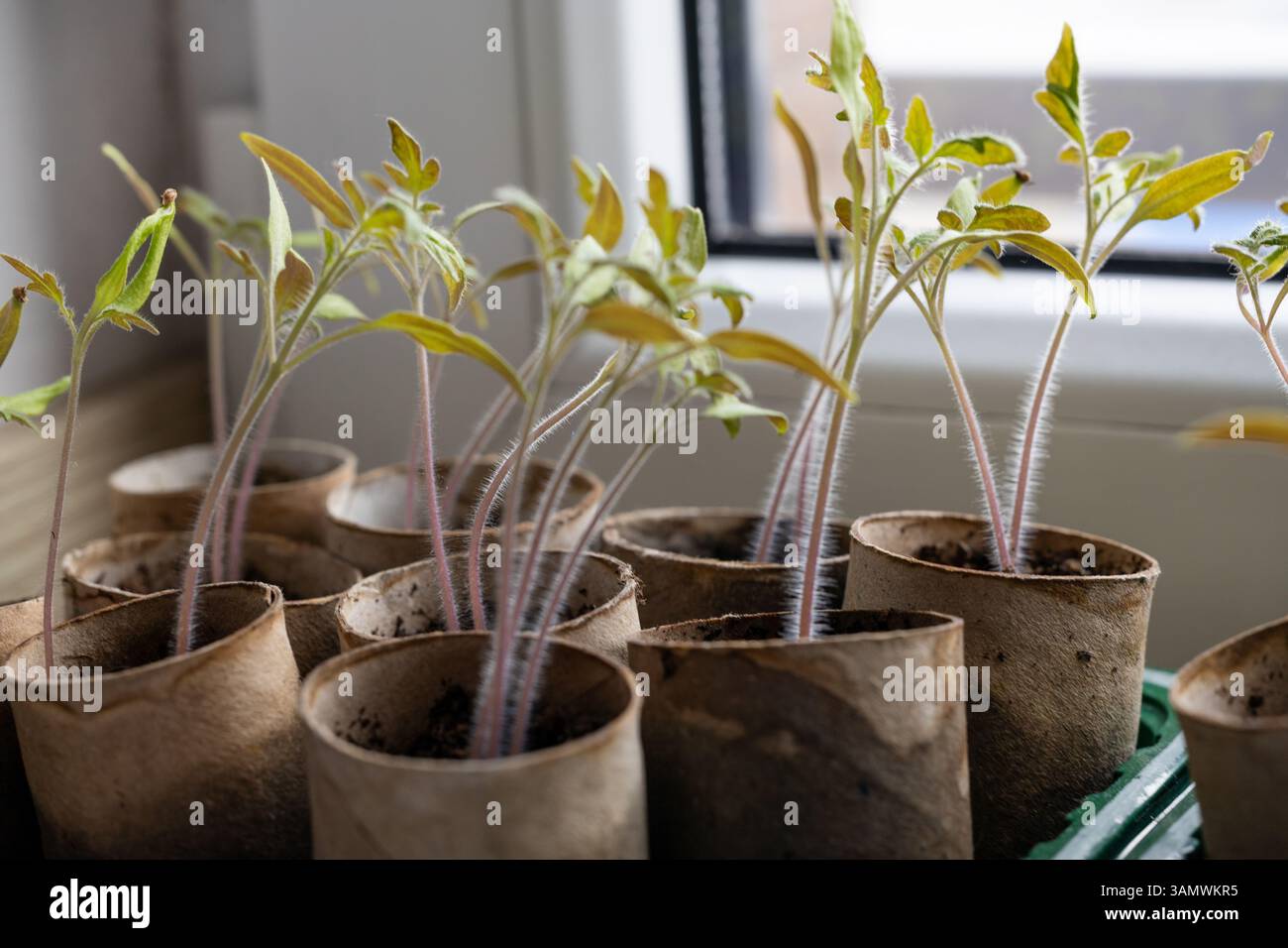Tomato Seedlings in Recycled Paper Pots by Window Stock Photo - Alamy