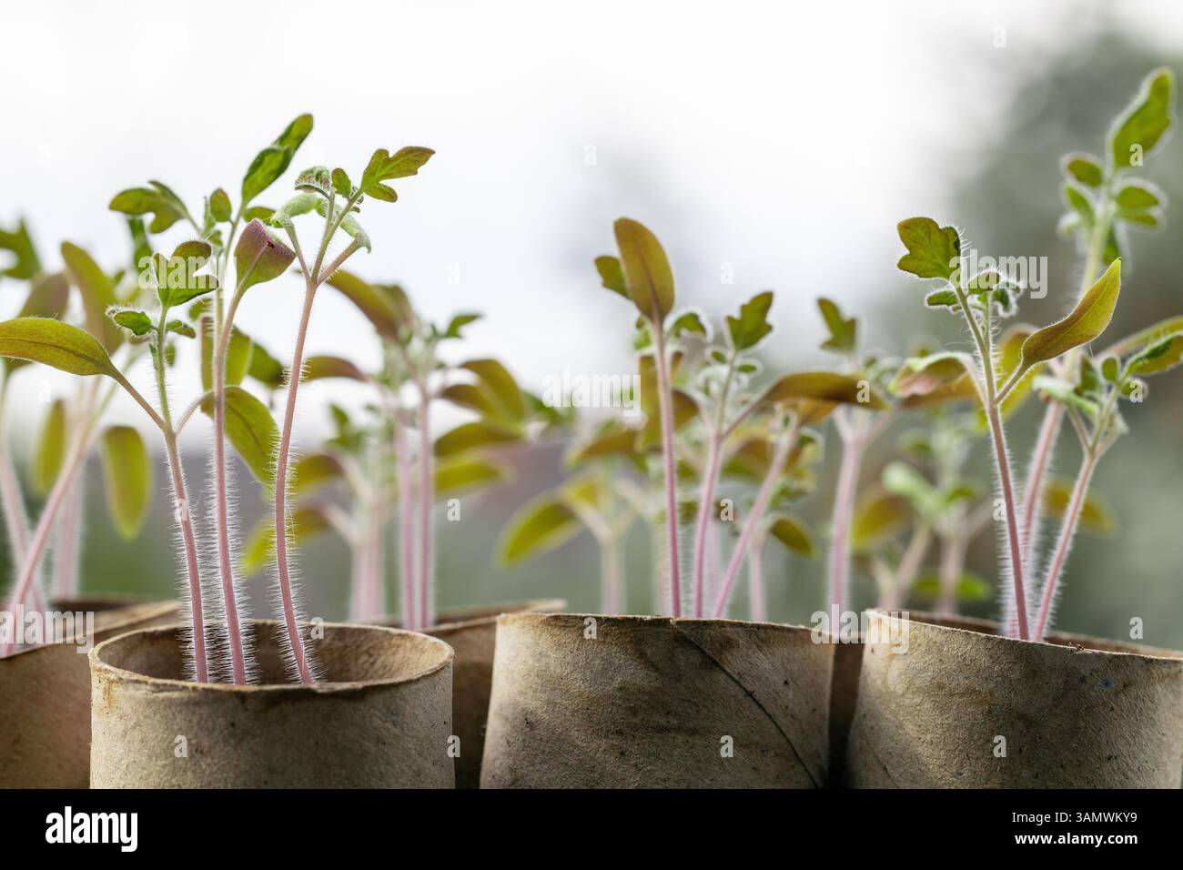 Compostable seed paper hi-res stock photography and images - Alamy