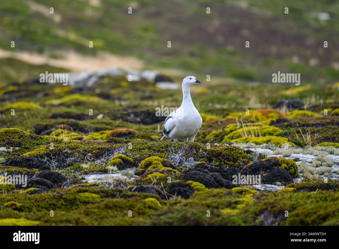 A male upland goose (Chloephaga picta) standing on West Point Island ...