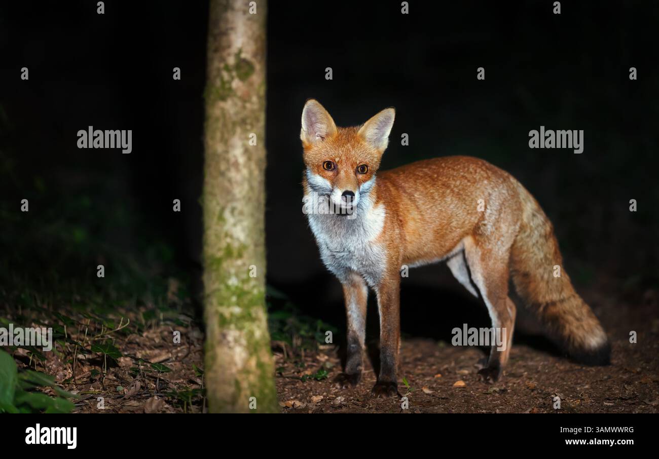 Portrait of a cute red fox standing in a forest at night, UK Stock ...