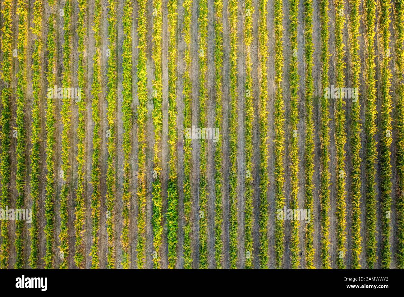 Aerial view of grape vine rows in Barossa Valley, Tanunda, South ...