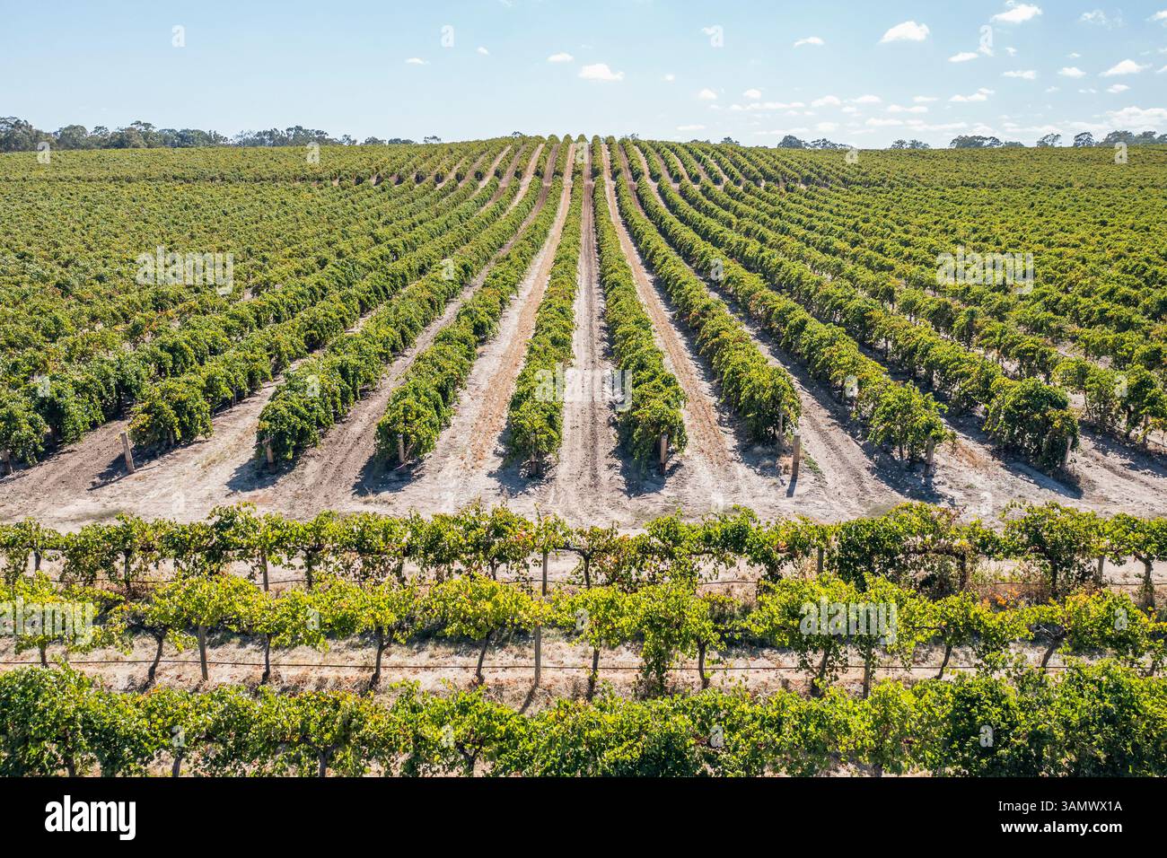 Aerial view of Grape Vine Rows in Barossa Valley, Rowland Flat ...