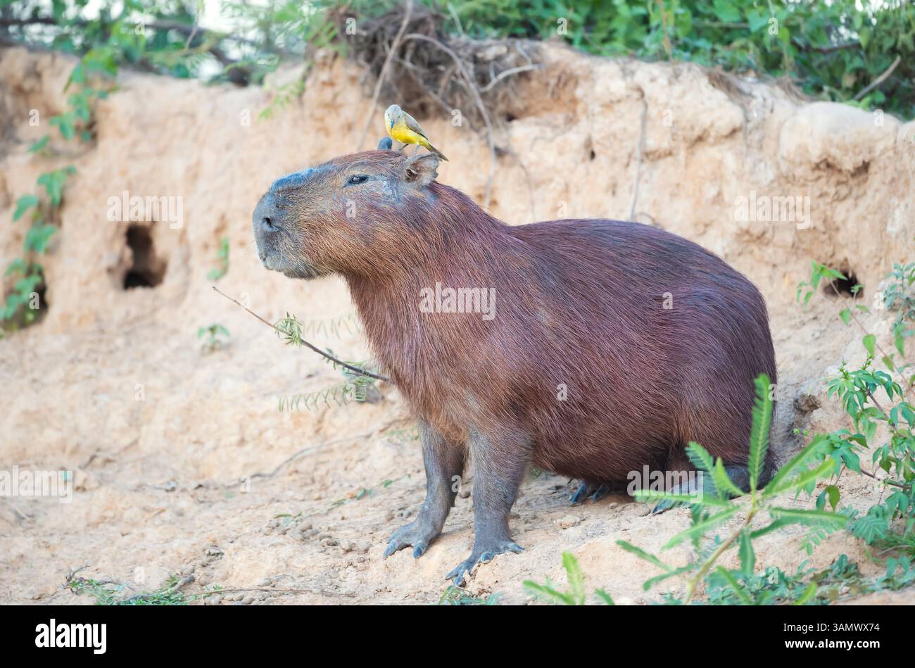 Portrait of a Capybara with a Cattle tyrant bird sitting on its head ...