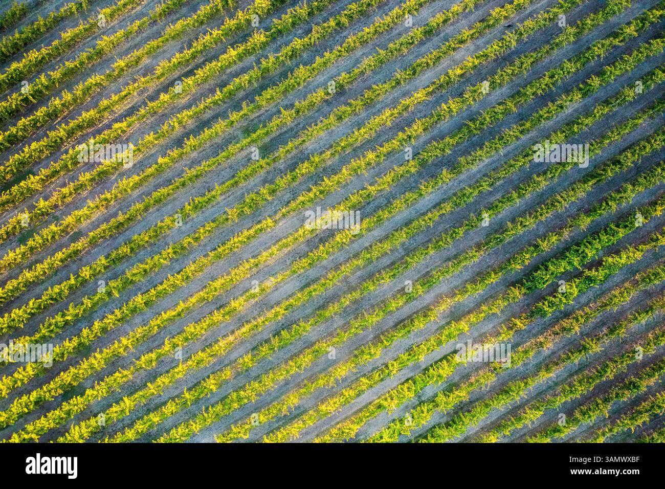 Aerial view of Grape Vine Rows in Barossa Valley, Tanunda, South ...