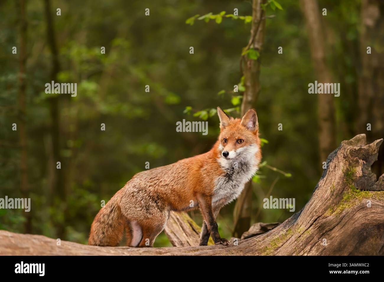 Red fox standing on a fallen tree in a forest, UK Stock Photo - Alamy