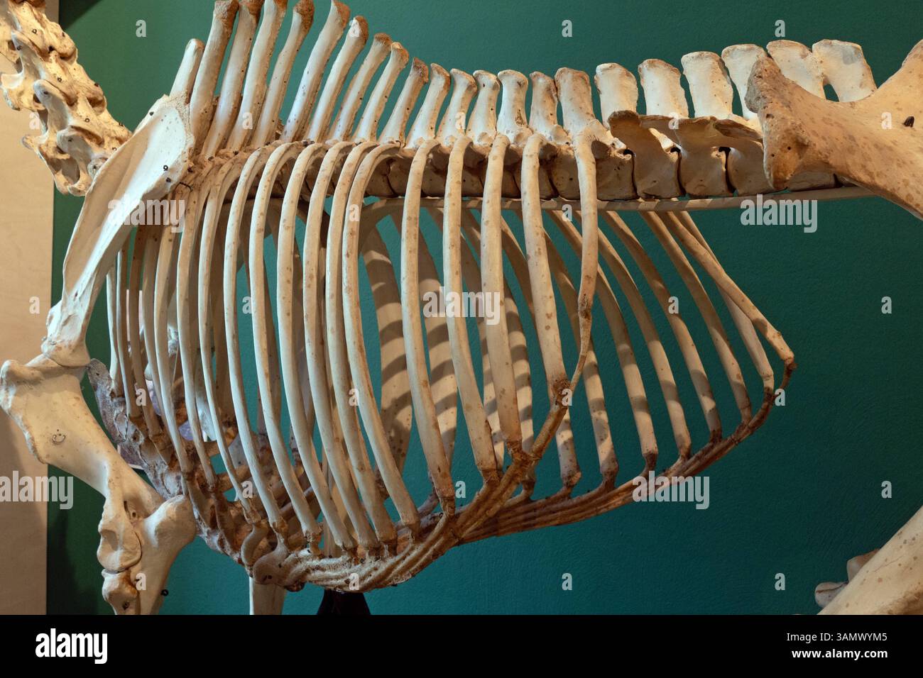 26.05.2024, Graditz, Sachsen, GER - Wirbelsaeulenknochen und ...