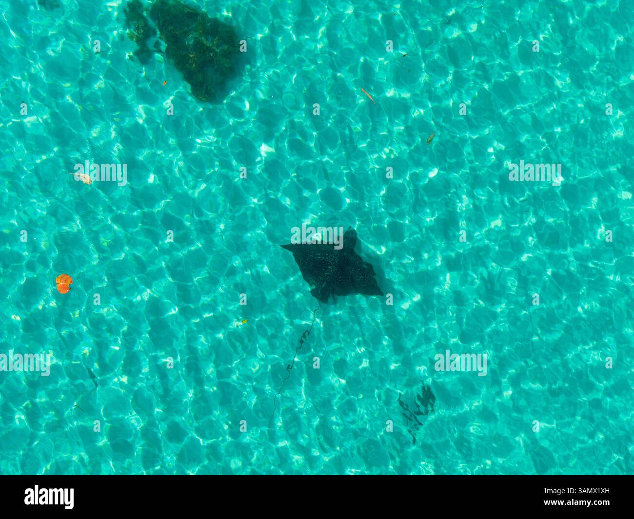 Aerial view of sandy port beach with Spotted Eagle Ray, Delaporte Point ...
