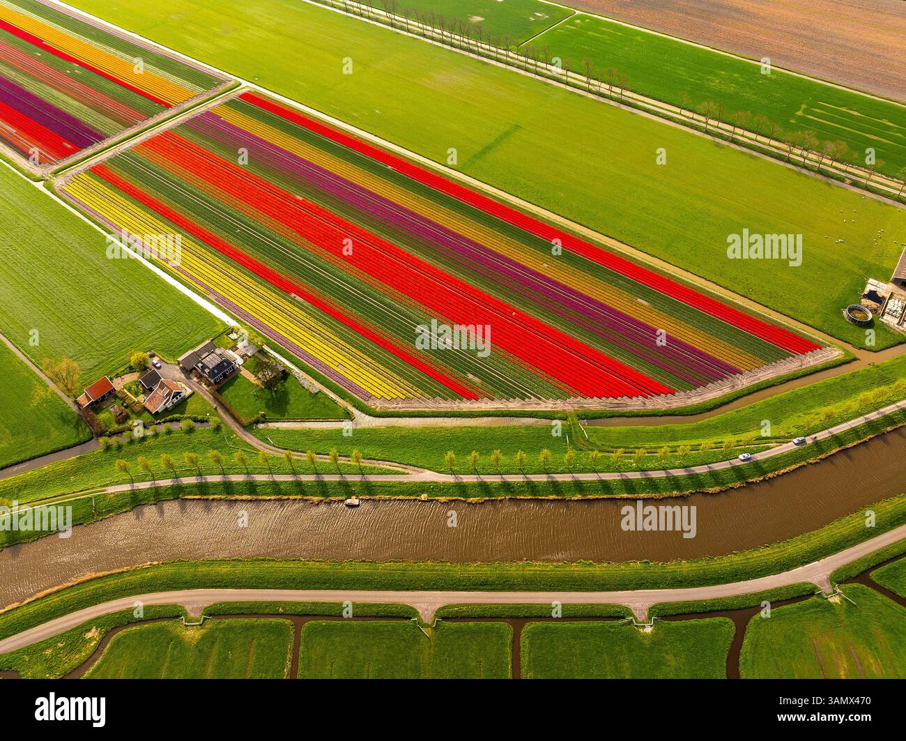 Aerial view of colorful tulip fields with vibrant patterns and a canal ...