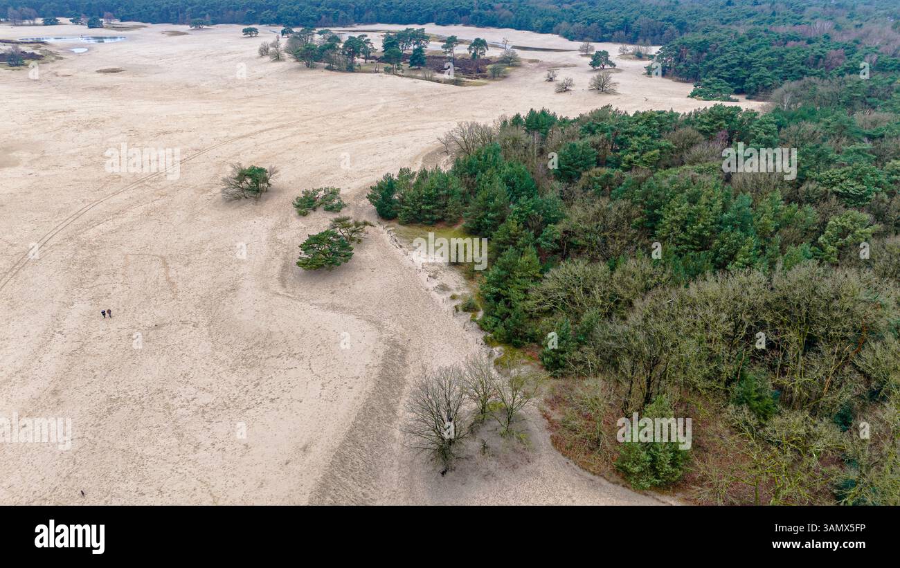 Aerial view of serene dunes and lush forest with vibrant greenery ...
