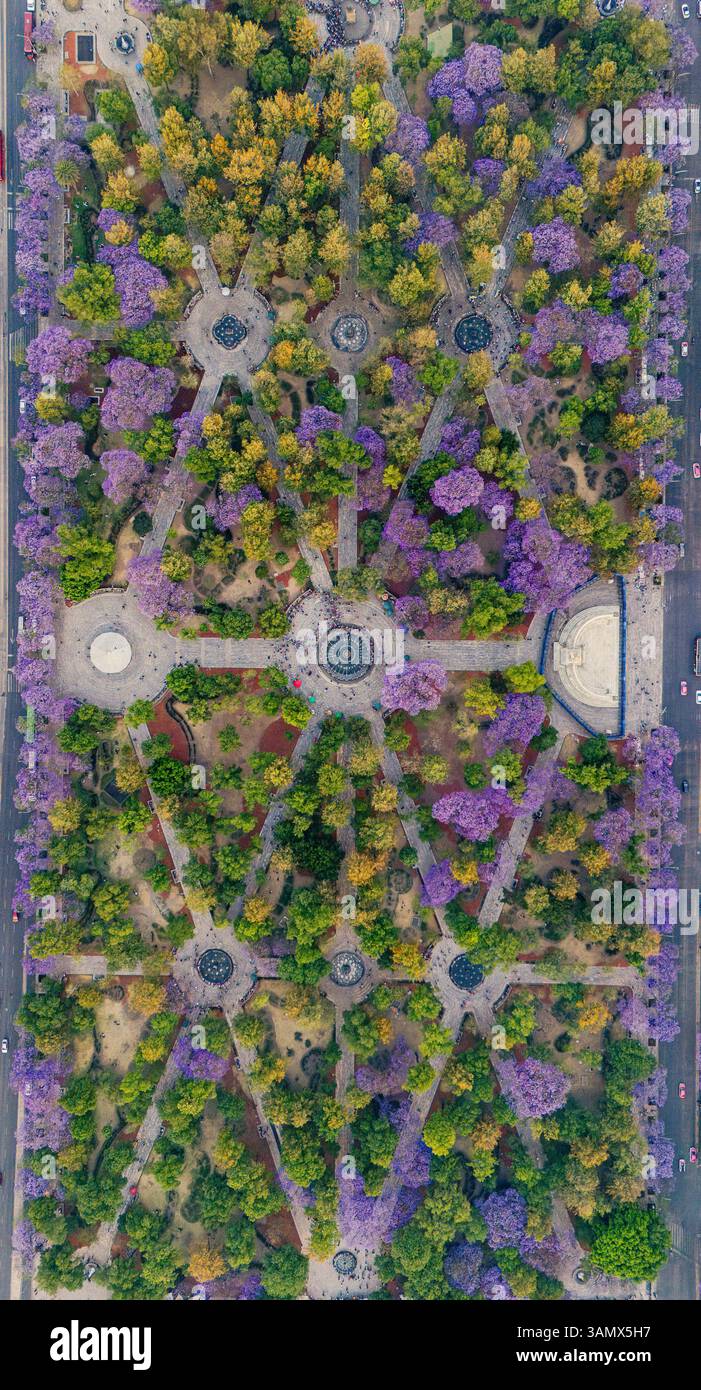 Aerial view of alameda central park with blooming jacaranda trees and ...