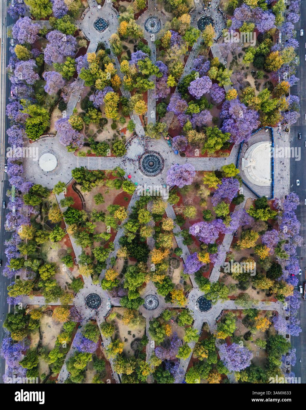 Aerial view of vibrant alameda central park with blooming jacaranda ...