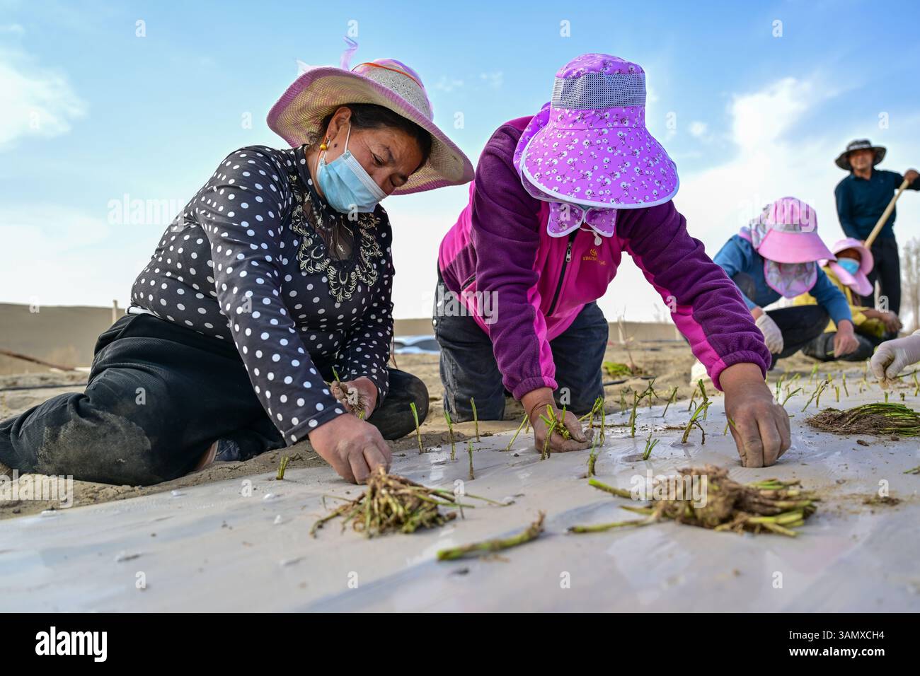 (250414) -- URUMQI, April 14, 2025 (Xinhua) -- Staff members plant ...