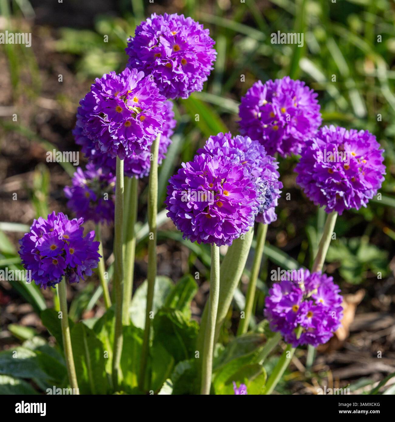 Purple flowering Primula Denticulata. Also known as Drumstick Primrose ...