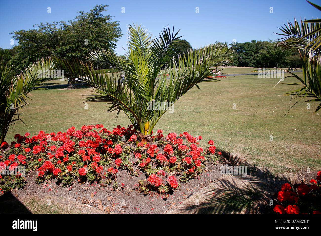 Palmen irland hi-res stock photography and images - Alamy