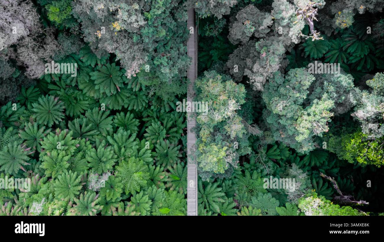 Aerial view of a Ferntrees on Tarra Bulga, National Park, State of ...
