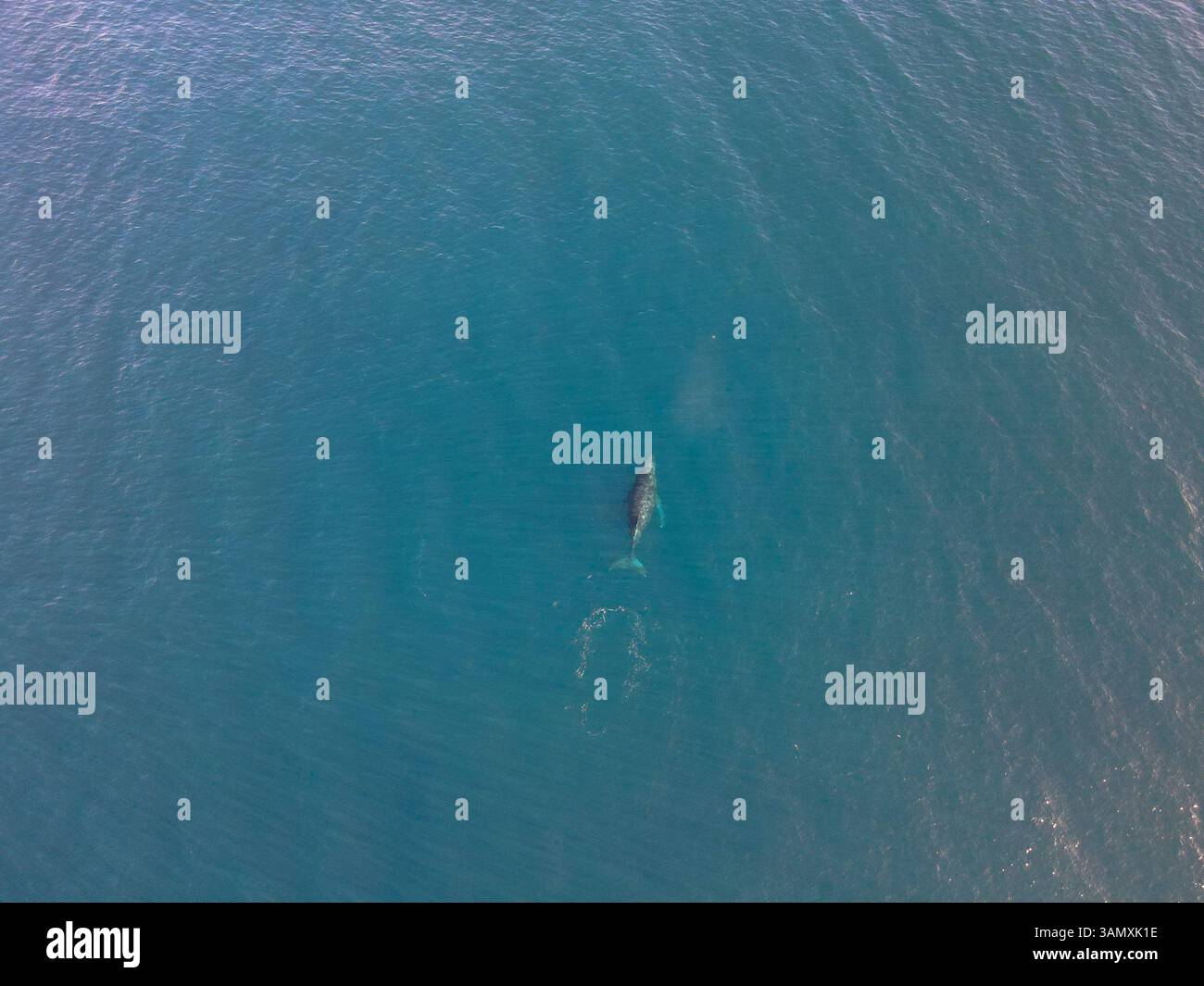 Above water whale wildlife hi-res stock photography and images - Alamy
