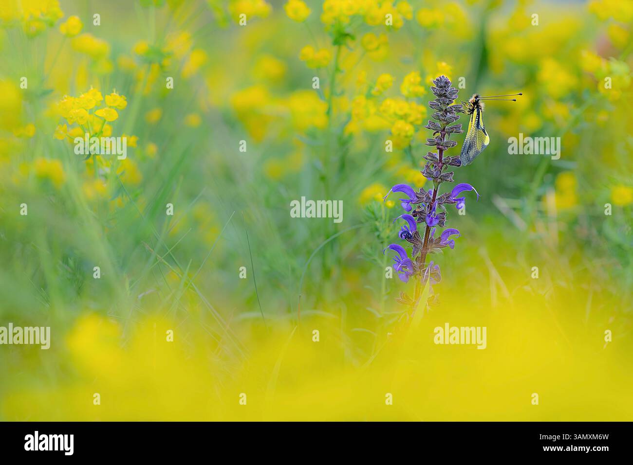 The butterfly lion in the flowering meadow (Libelloides coccajus Stock ...