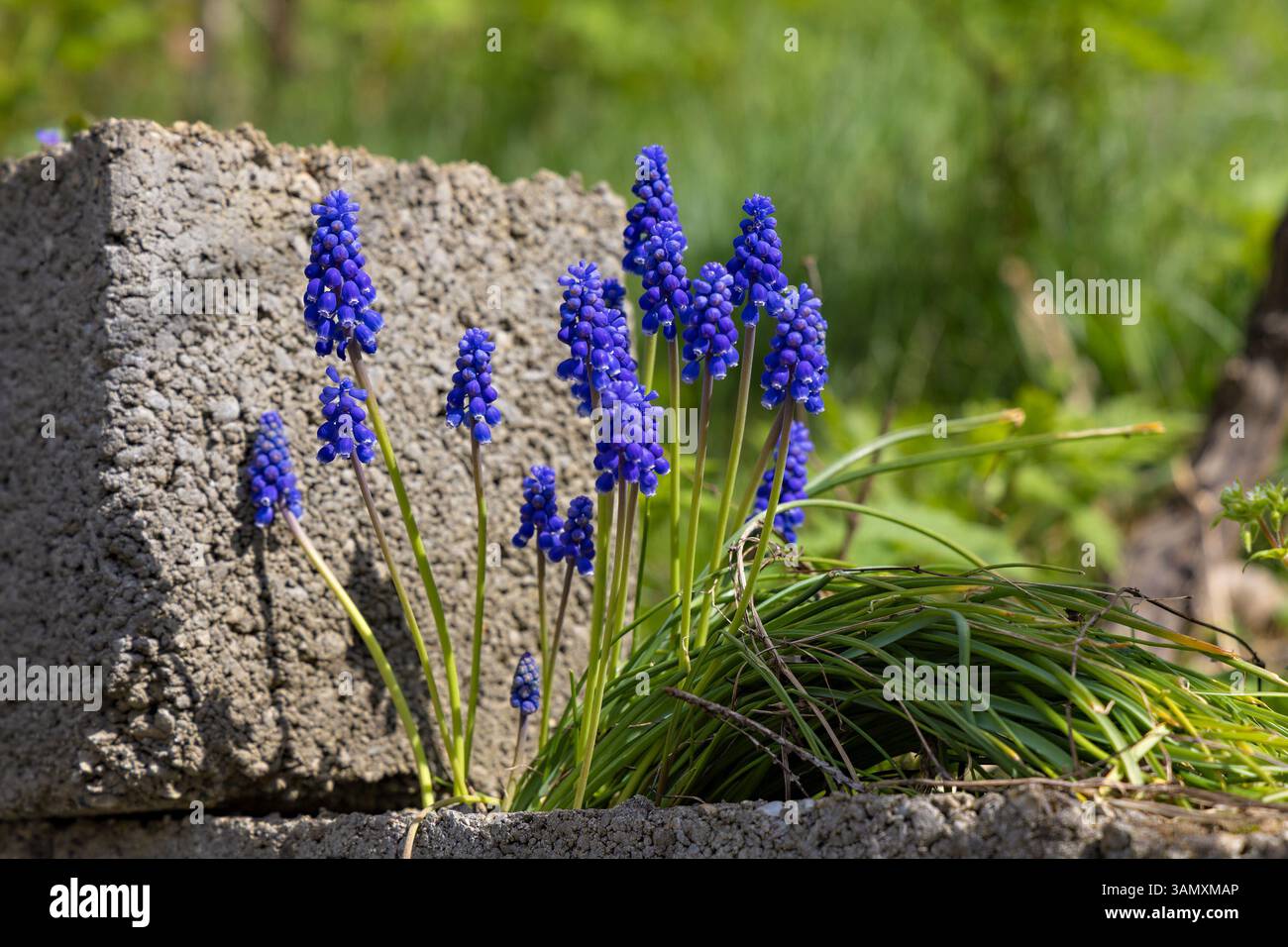 Hyacinth display in garden hi-res stock photography and images - Alamy