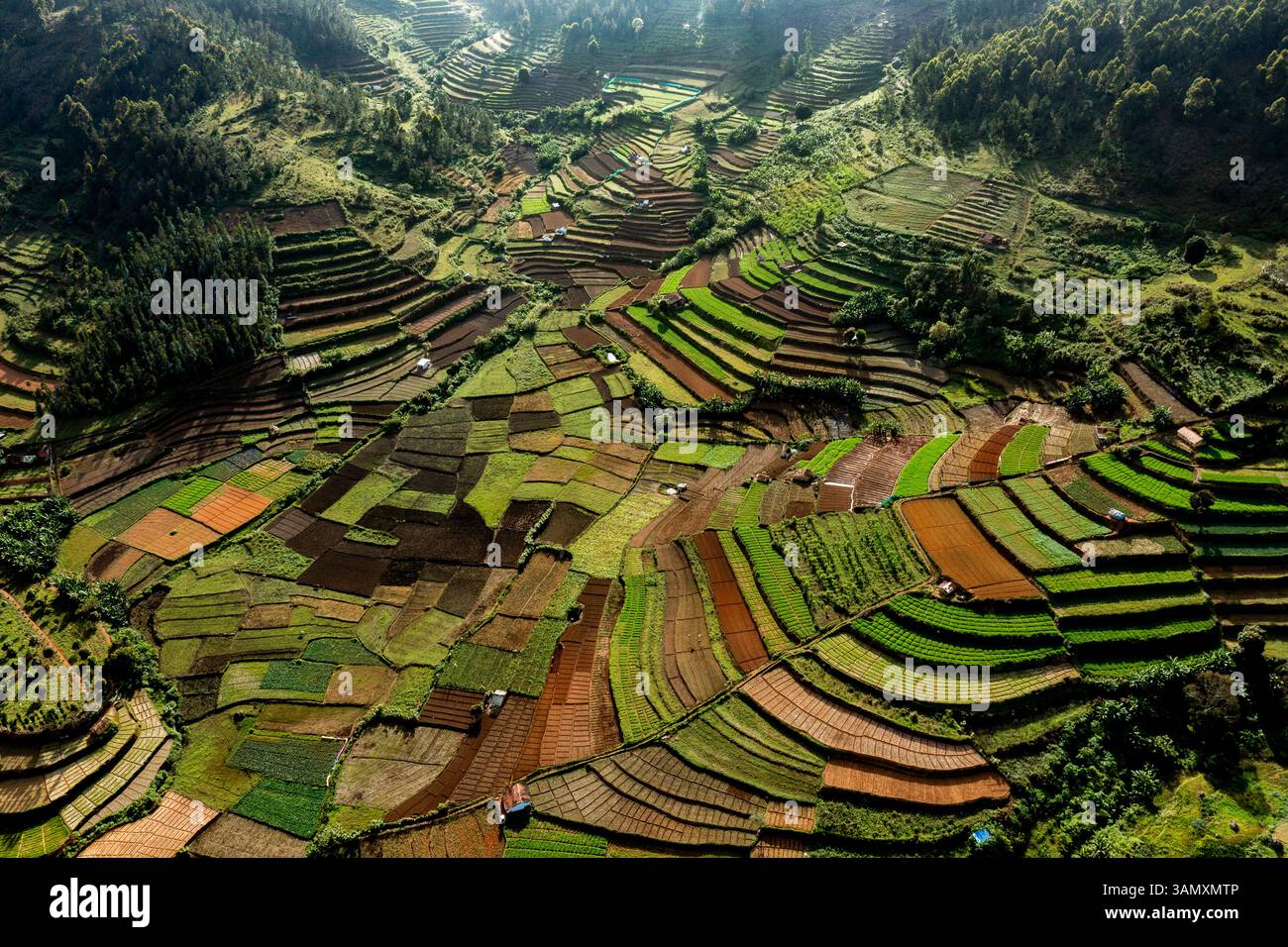 Aerial view of Polur Village terrace fields in Tamil Nadu region, Kodai ...
